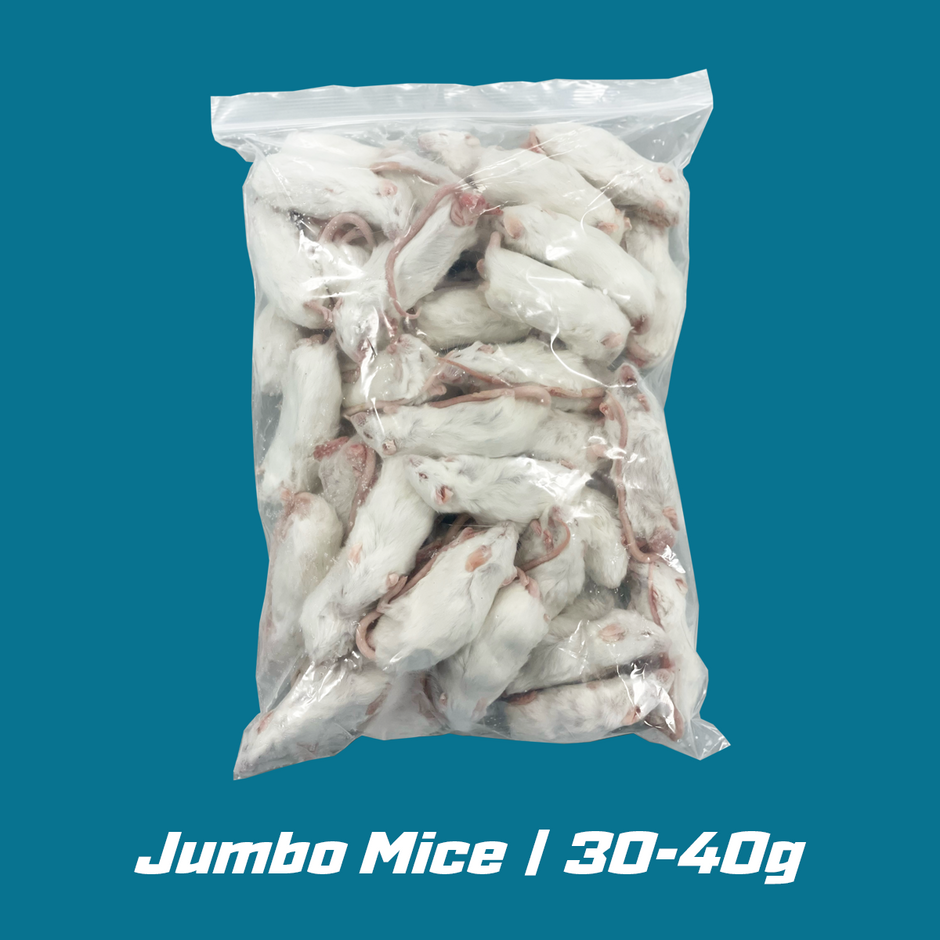 Frozen Mice – Polar Rodents