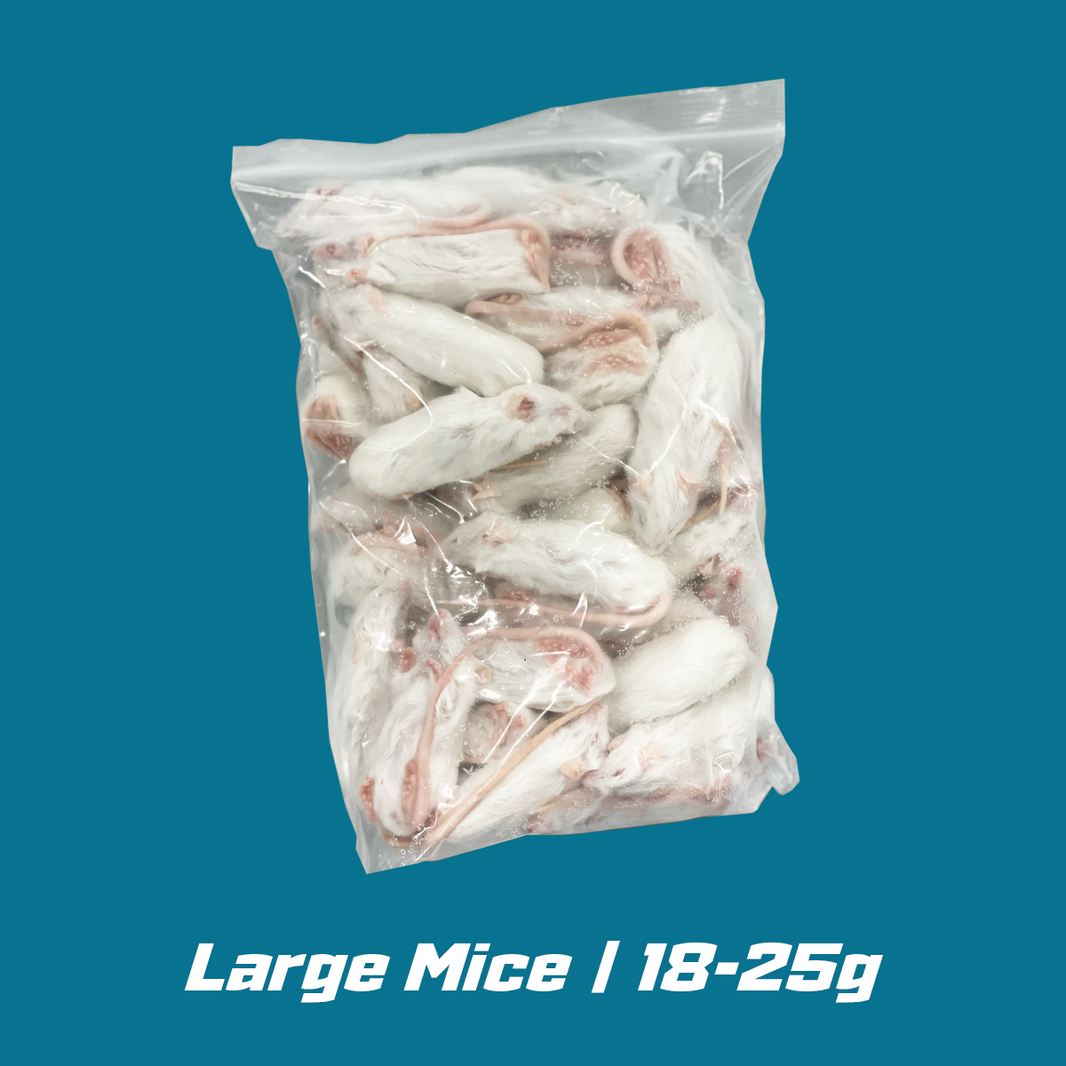 Frozen Mice – Polar Rodents