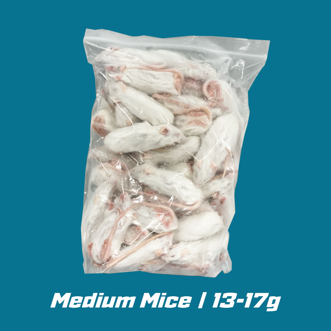 Frozen Mice – Polar Rodents