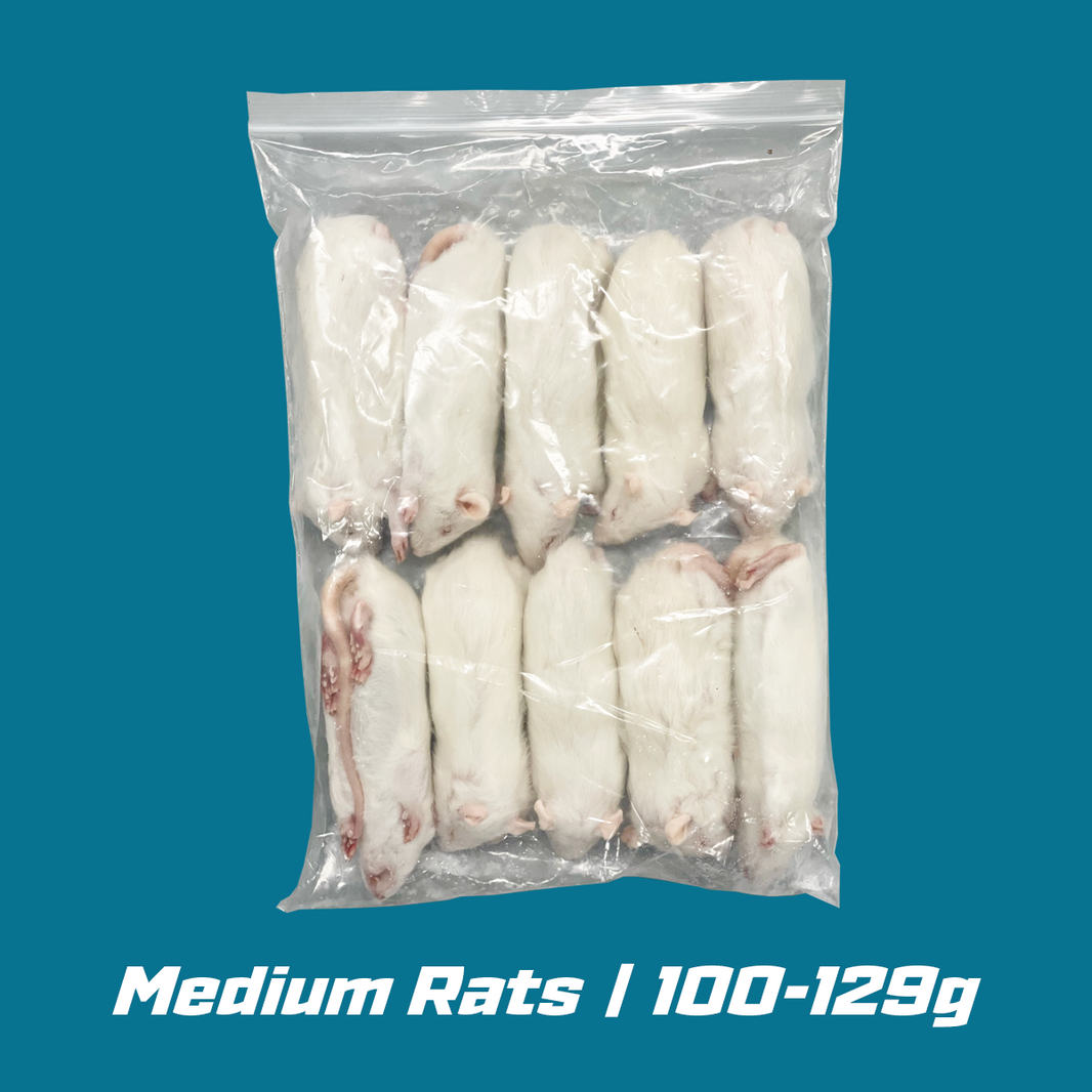 Frozen Rats for Sale – Polar Rodents