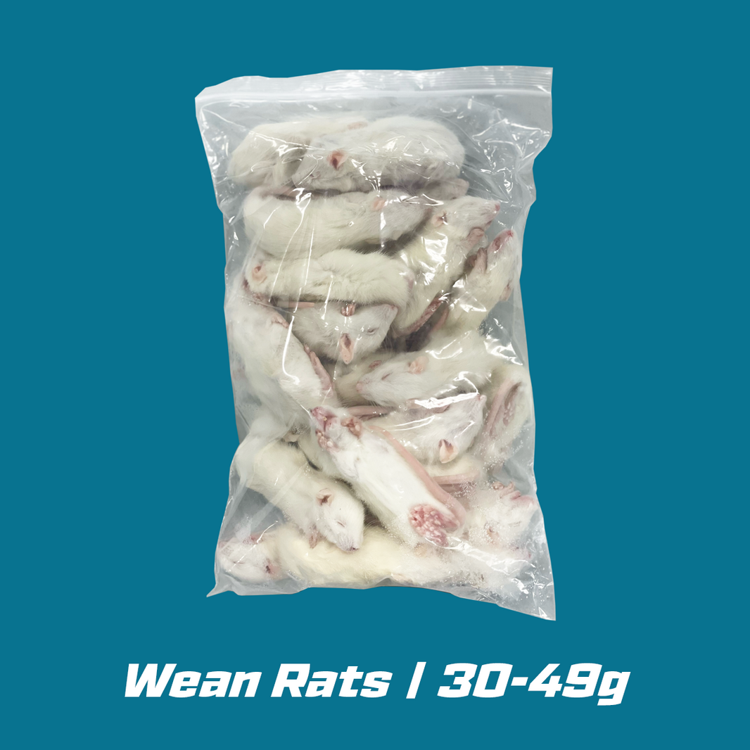 Frozen Rats for Sale – Polar Rodents
