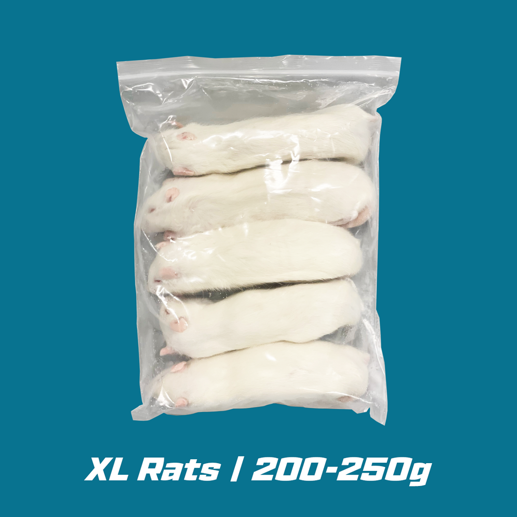 Frozen Rats for Sale – Polar Rodents